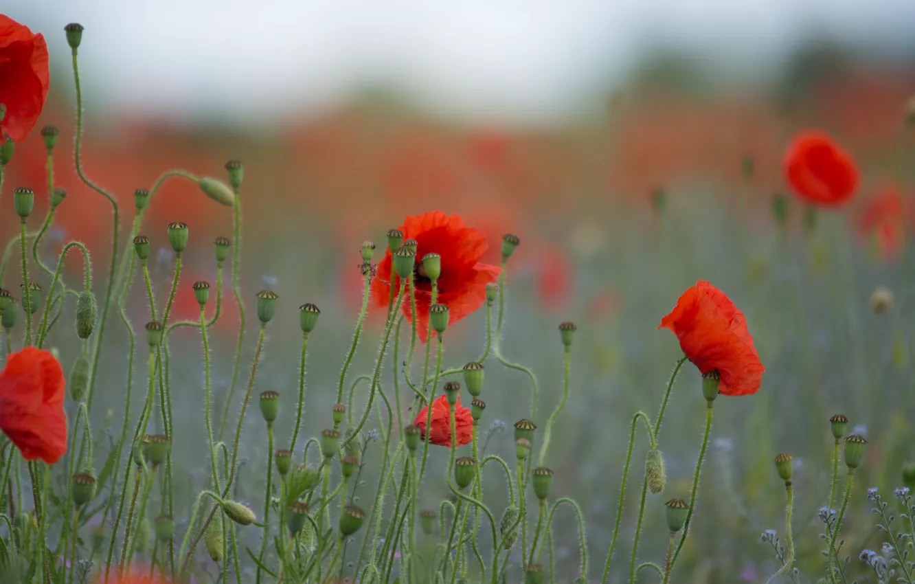 Wallpaper greens, field, summer, background, Mac, Maki, red, blurred ...