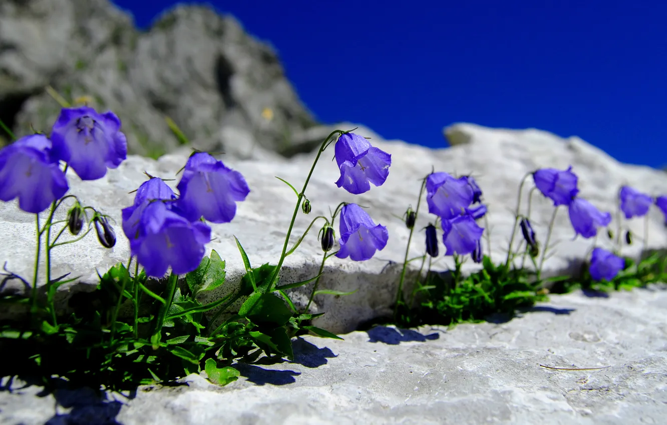 Wallpaper flowers, blue, rocks, spring, bells, lilac for mobile and ...