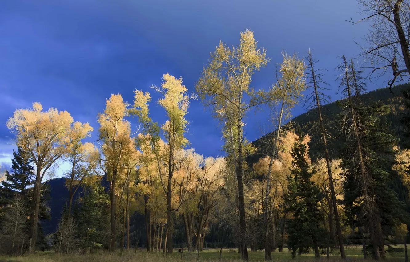 Wallpaper Autumn Forest The Sky For Mobile And Desktop Section