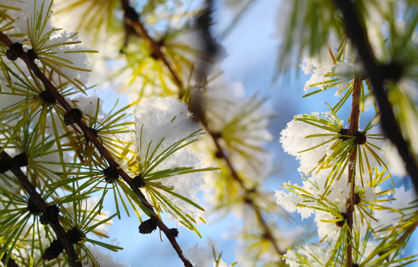 Wallpaper winter, snow, pine, twig for mobile and desktop, section ...