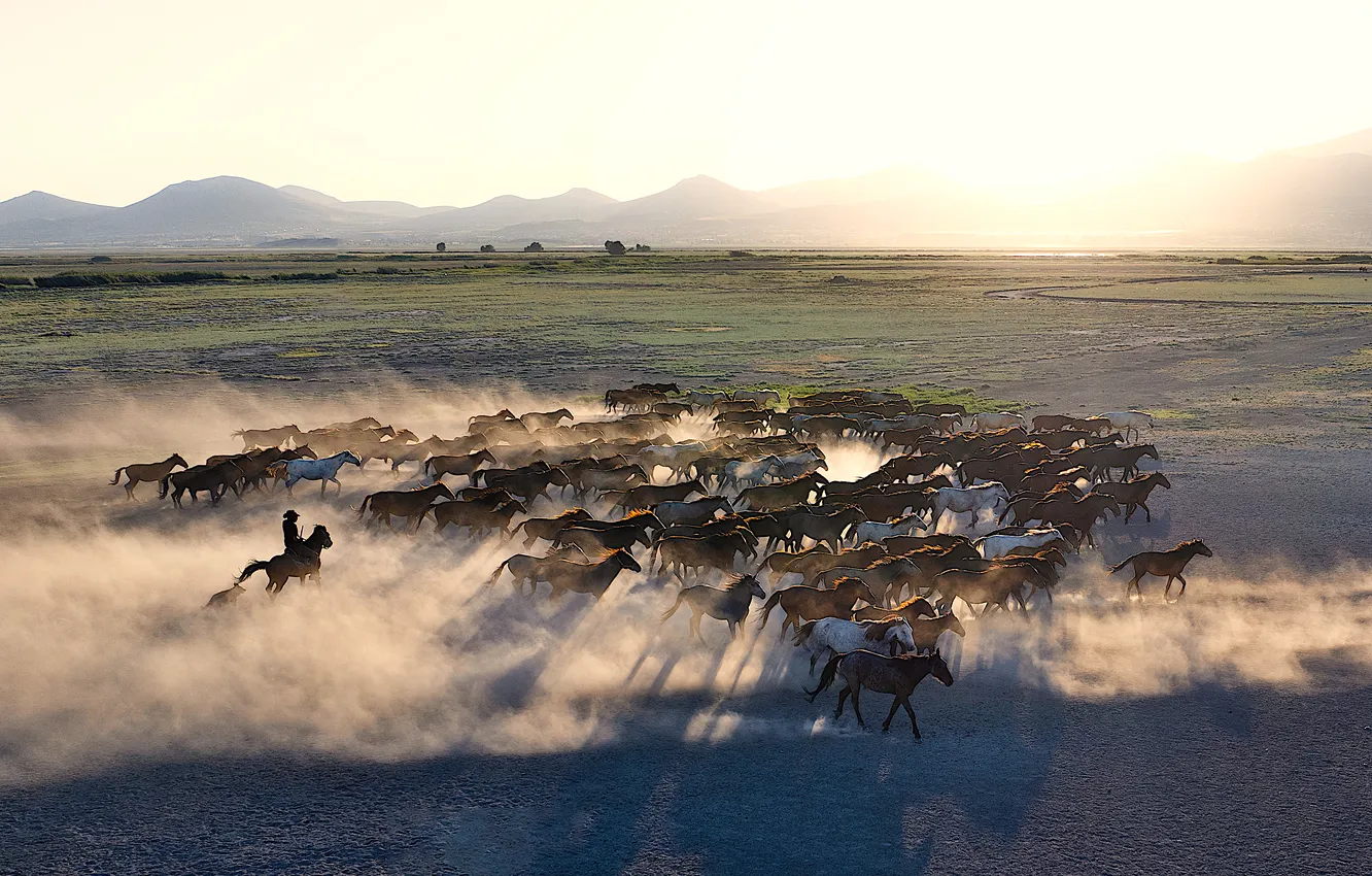 Wallpaper field, mountain, cowboy, wild horses for mobile and desktop ...
