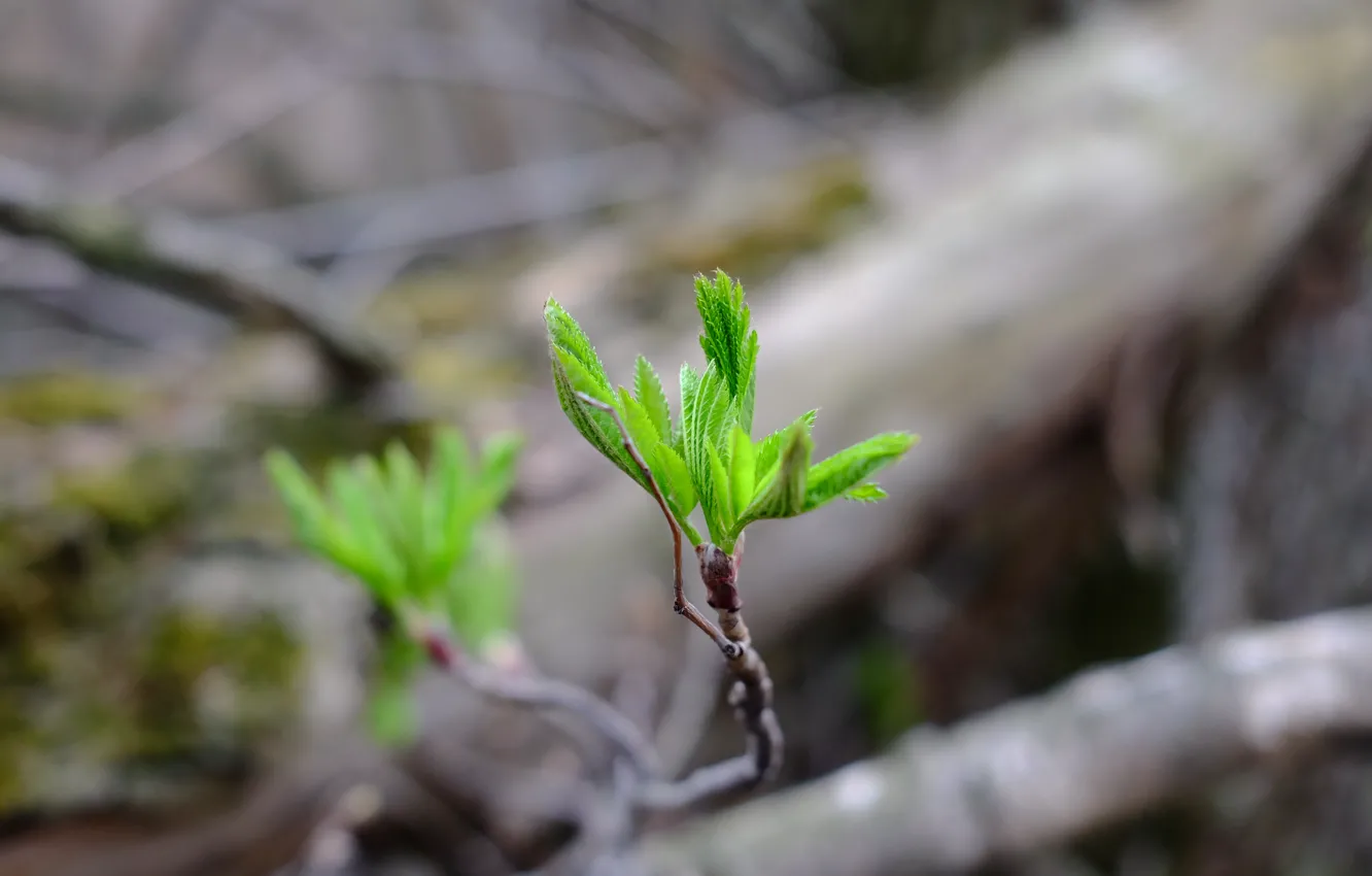 Wallpaper greens, leaves, life, sprig, background, Rostock, spring ...