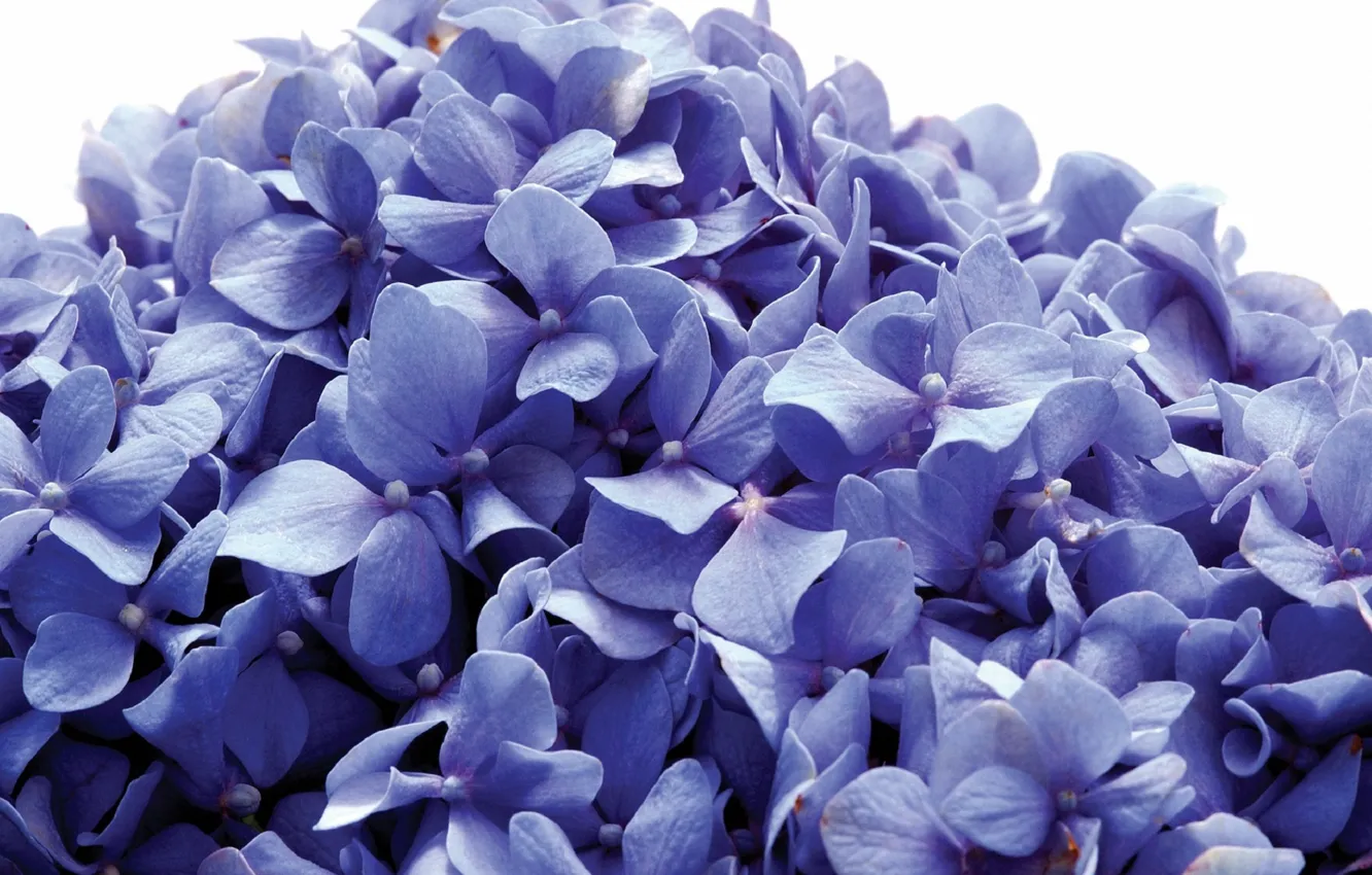 Wallpaper flowers, blue, petals, blue, flowers, petals for mobile and ...