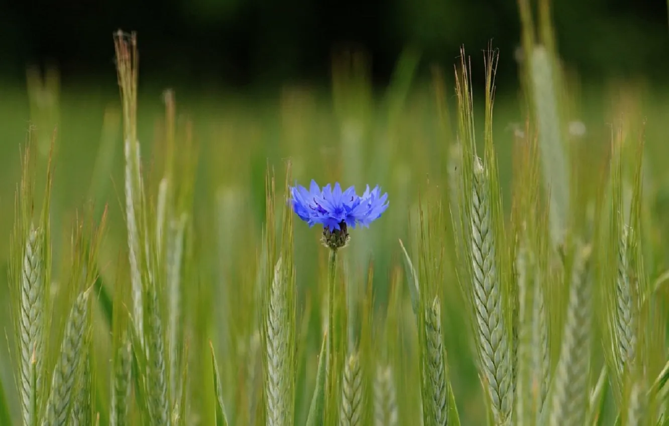 Wallpaper summer, ears, cornflower for mobile and desktop, section ...