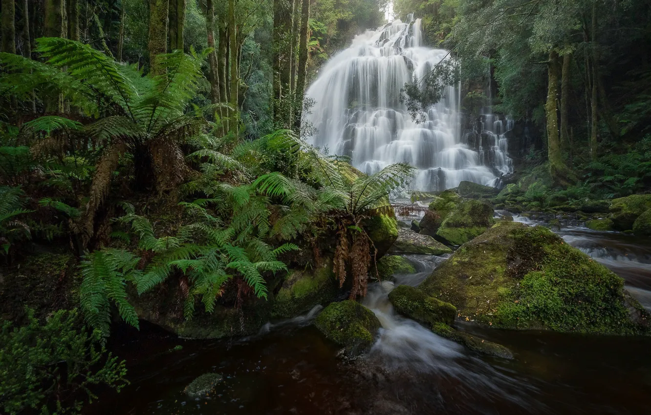 Wallpaper forest, stream, waterfall, Australia, river, fern, cascade ...