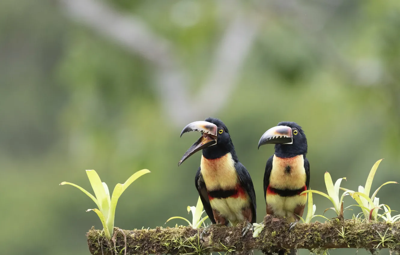 Wallpaper leaves, birds, branch, beak, a couple, Toucan, bokeh, toucans ...
