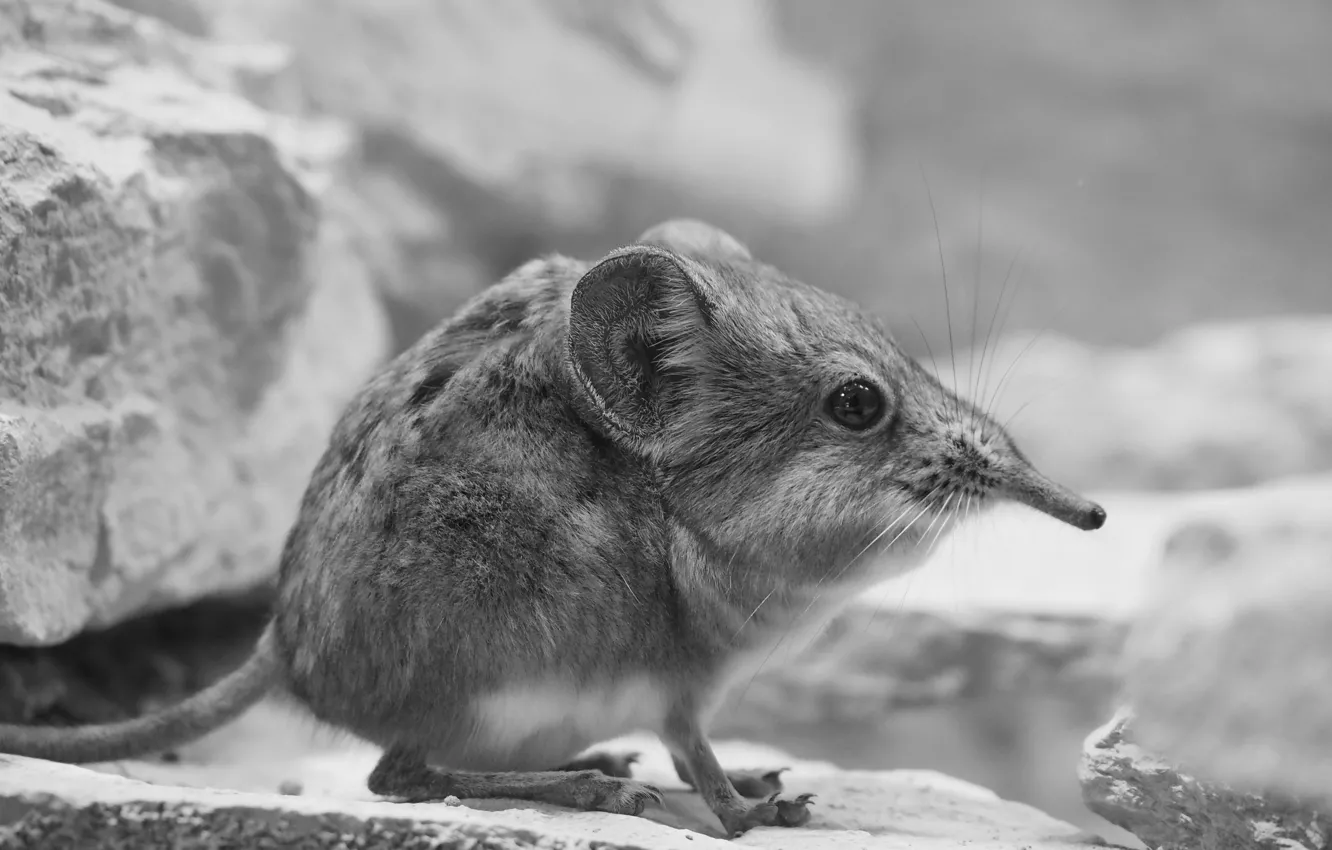 Wallpaper elephant, rat, Macroscelides, proboscideus for mobile and ...