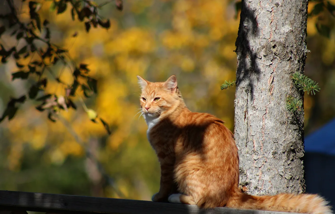 Wallpaper autumn, cat, cat, light, trees, branches, the fence, red for ...