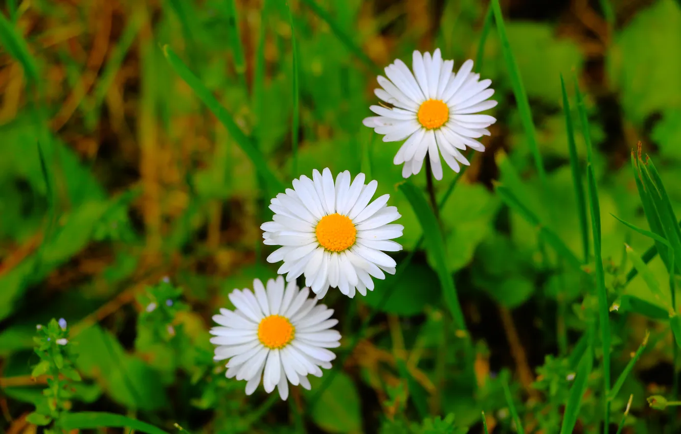 Wallpaper flower, spring, Daisy for mobile and desktop, section природа ...
