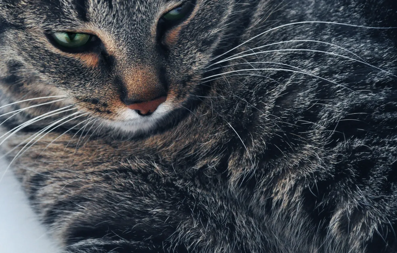 Wallpaper cat, cat, cats, portrait, Koshak images for desktop, section ...