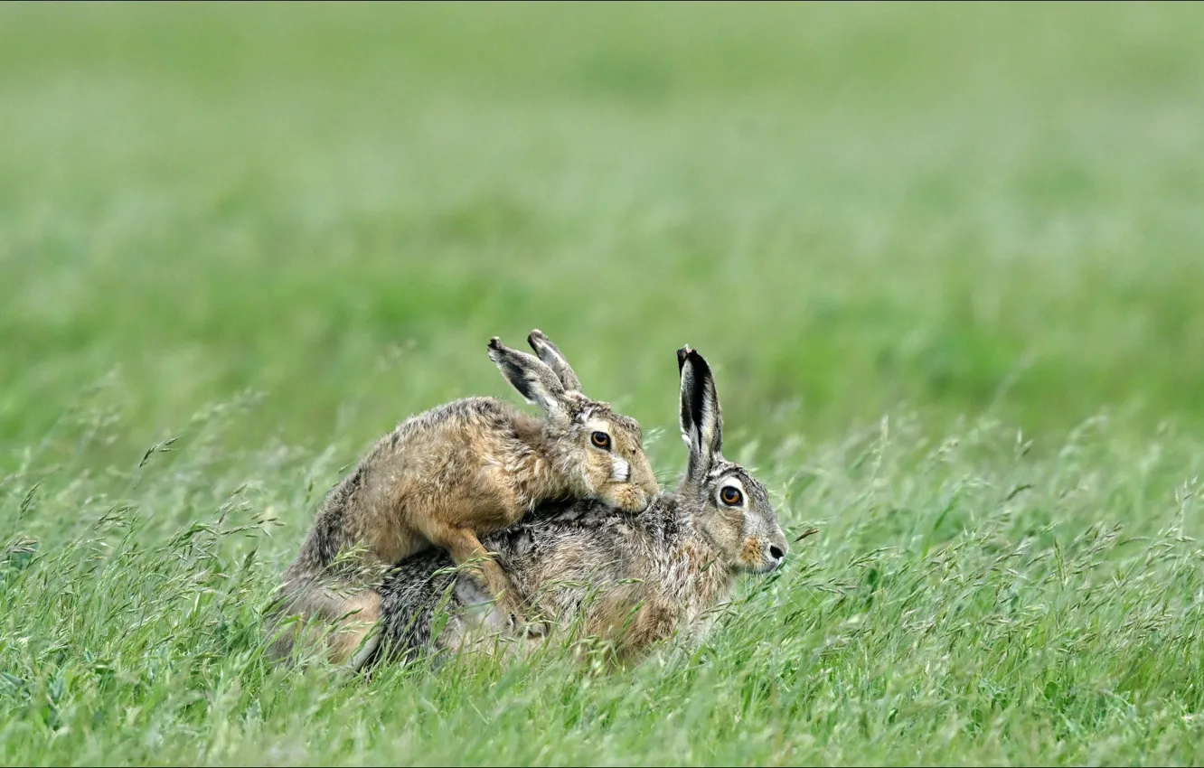 Wallpaper animals, nature, pair, rabbits, animals, nature, oops, two ...