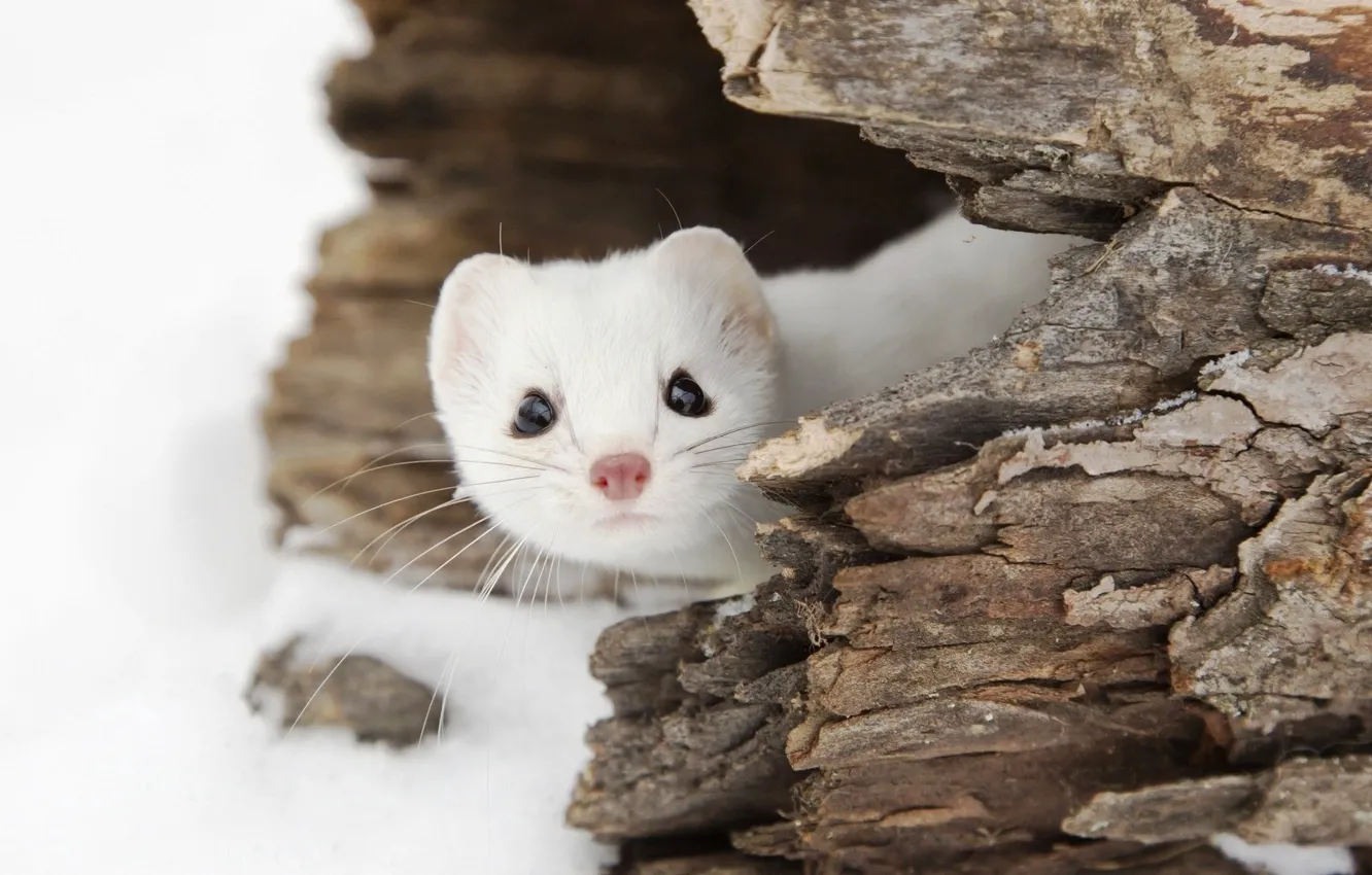 Wallpaper winter, snow, nature, animal, widescreen, ermine for mobile ...