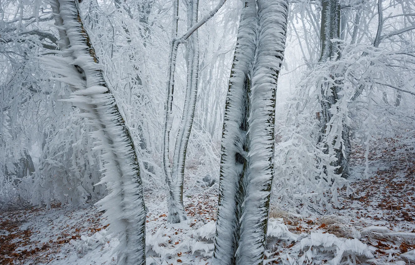 Wallpaper winter, frost, forest, snow, trees, nature, ice, icicles for ...