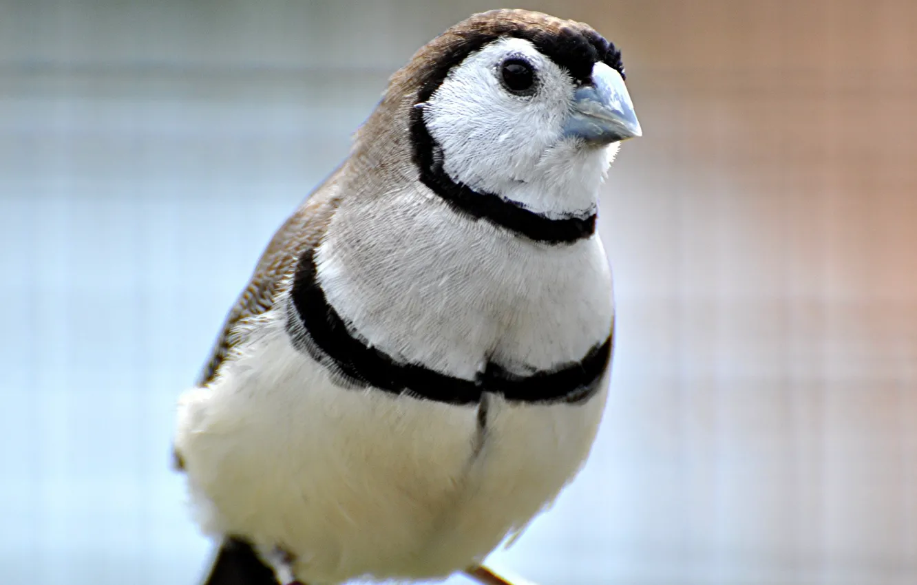 Wallpaper nature, bird, beak, ringed astrild for mobile and desktop ...