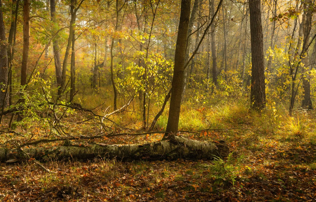 Wallpaper autumn, forest, light, fog, log images for desktop, section ...