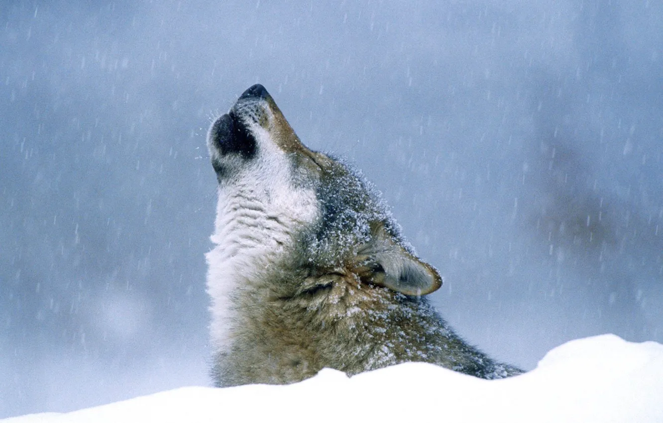 Wallpaper nature, predator, animal, wolf, wildlife, portrait., Canis ...