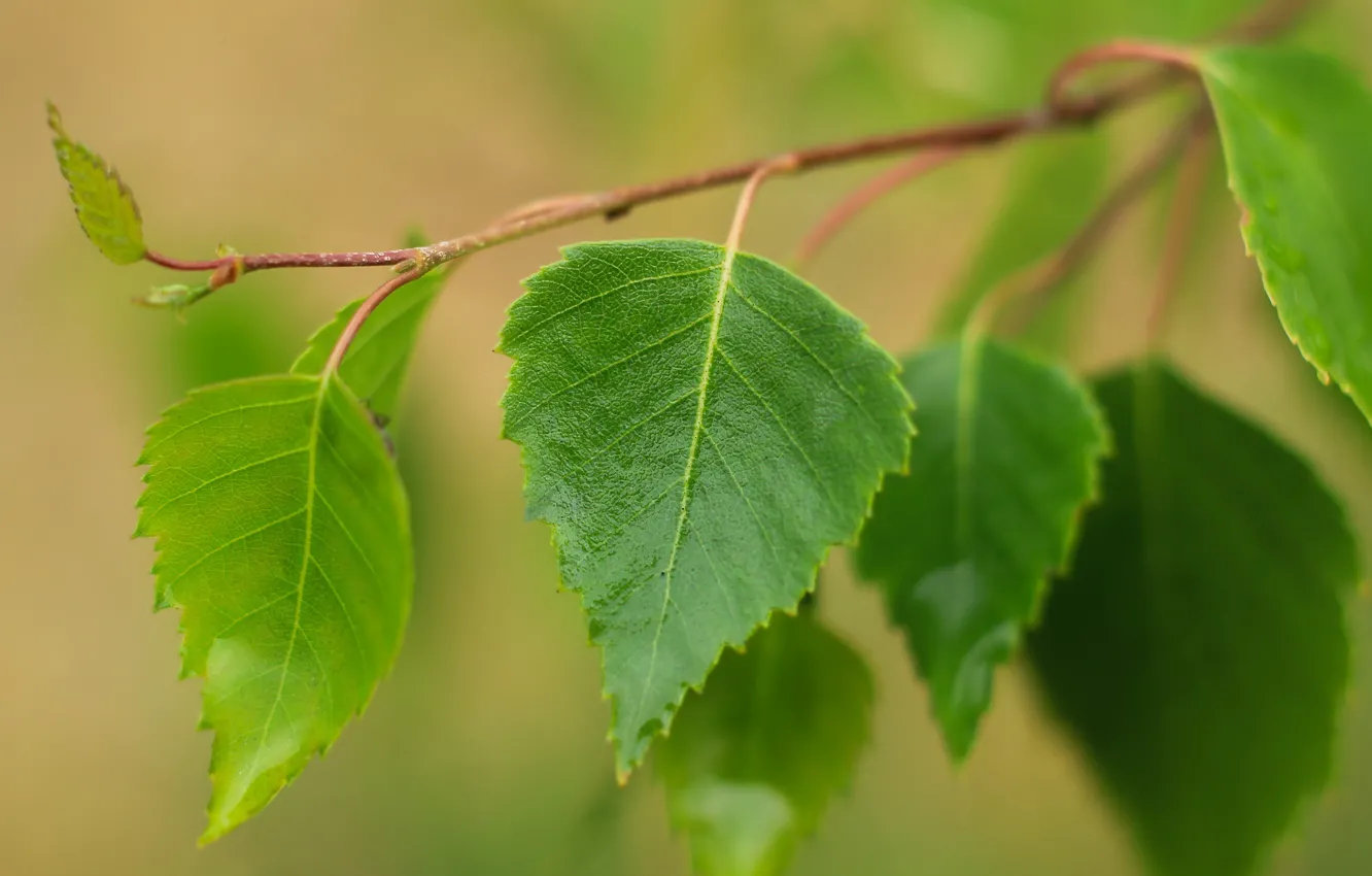 Wallpaper green, twig, leat for mobile and desktop, section природа ...