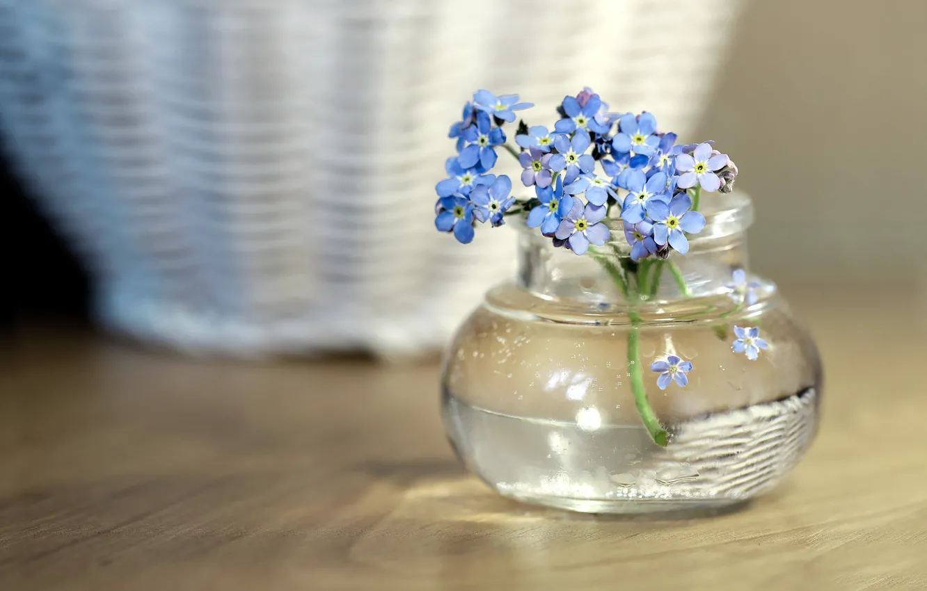 Wallpaper tenderness, forget-me-nots, jar for mobile and desktop ...