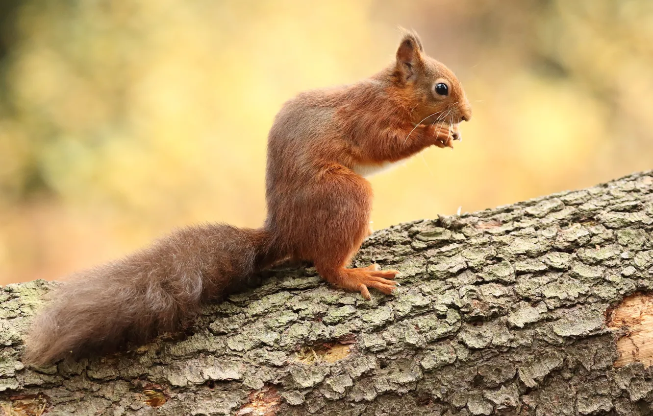 Wallpaper trees, yellow, pose, background, protein, tail, profile, log ...