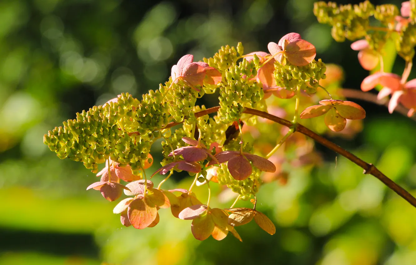 Wallpaper flower, plant, twig for mobile and desktop, section природа ...