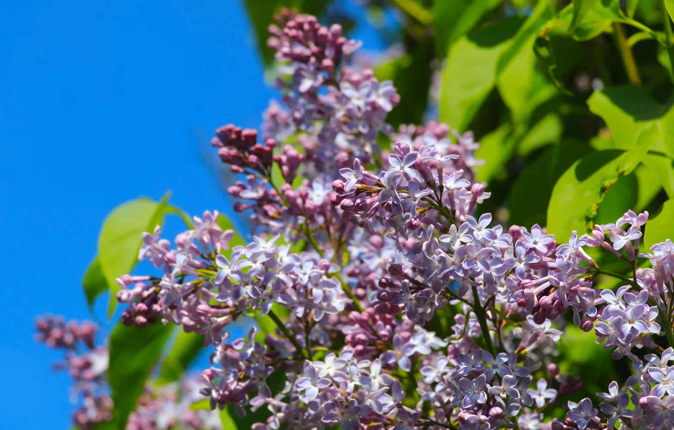 Wallpaper flower, spring, lilac for mobile and desktop, section природа ...