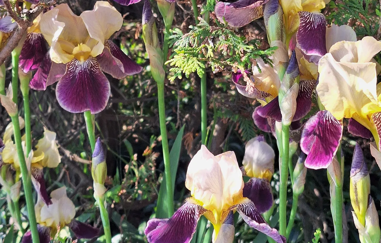 Wallpaper Flowers, Spring, Irysy for mobile and desktop, section цветы ...