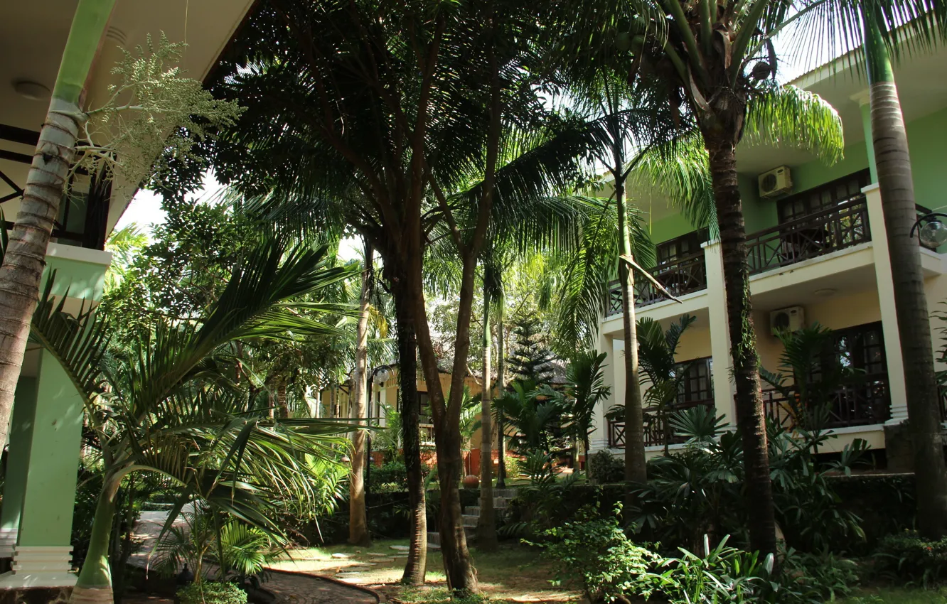 Wallpaper Nature, Palm trees, Plants, Nature, Vietnam, Vietnam, Palm ...