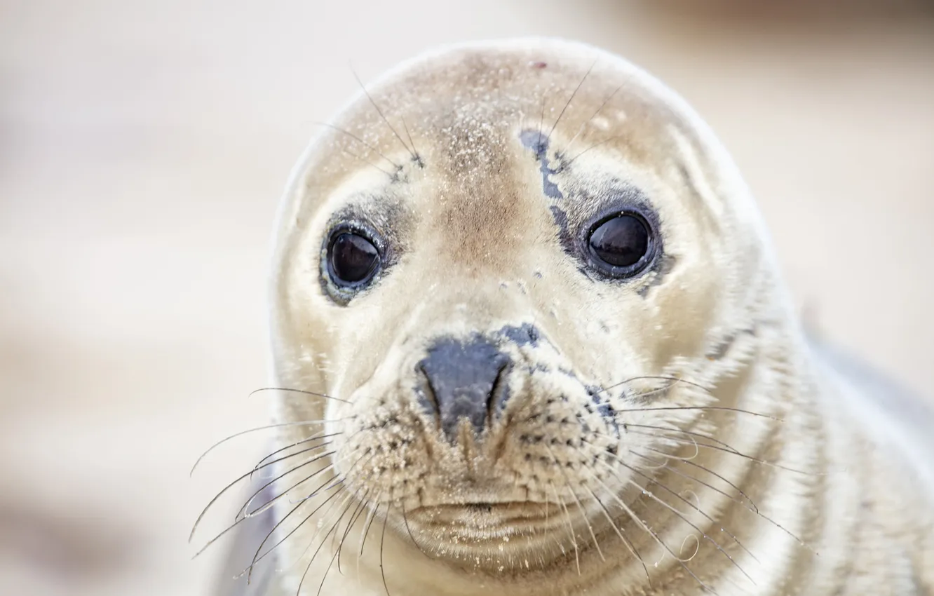 Wallpaper look, seal, face, Navy seal, cub, seal for mobile and desktop ...