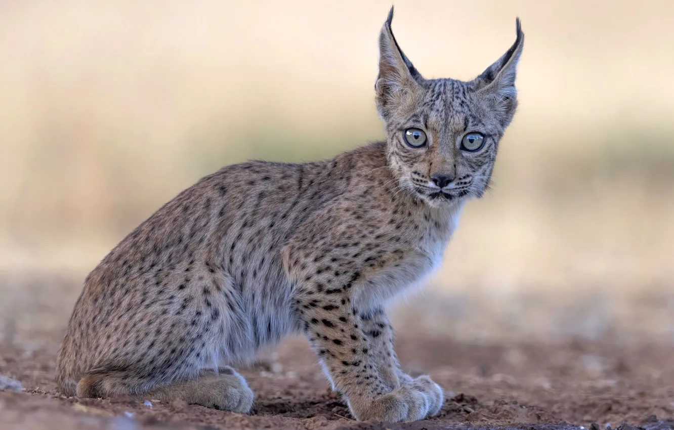 Wallpaper Pose Look Background Lynx Face Sitting A Small Lynx For