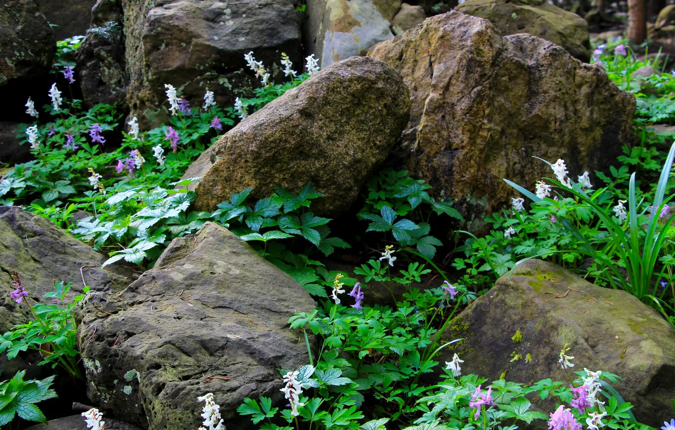 Wallpaper Flower Garden Stones Plant For Mobile And Desktop Section
