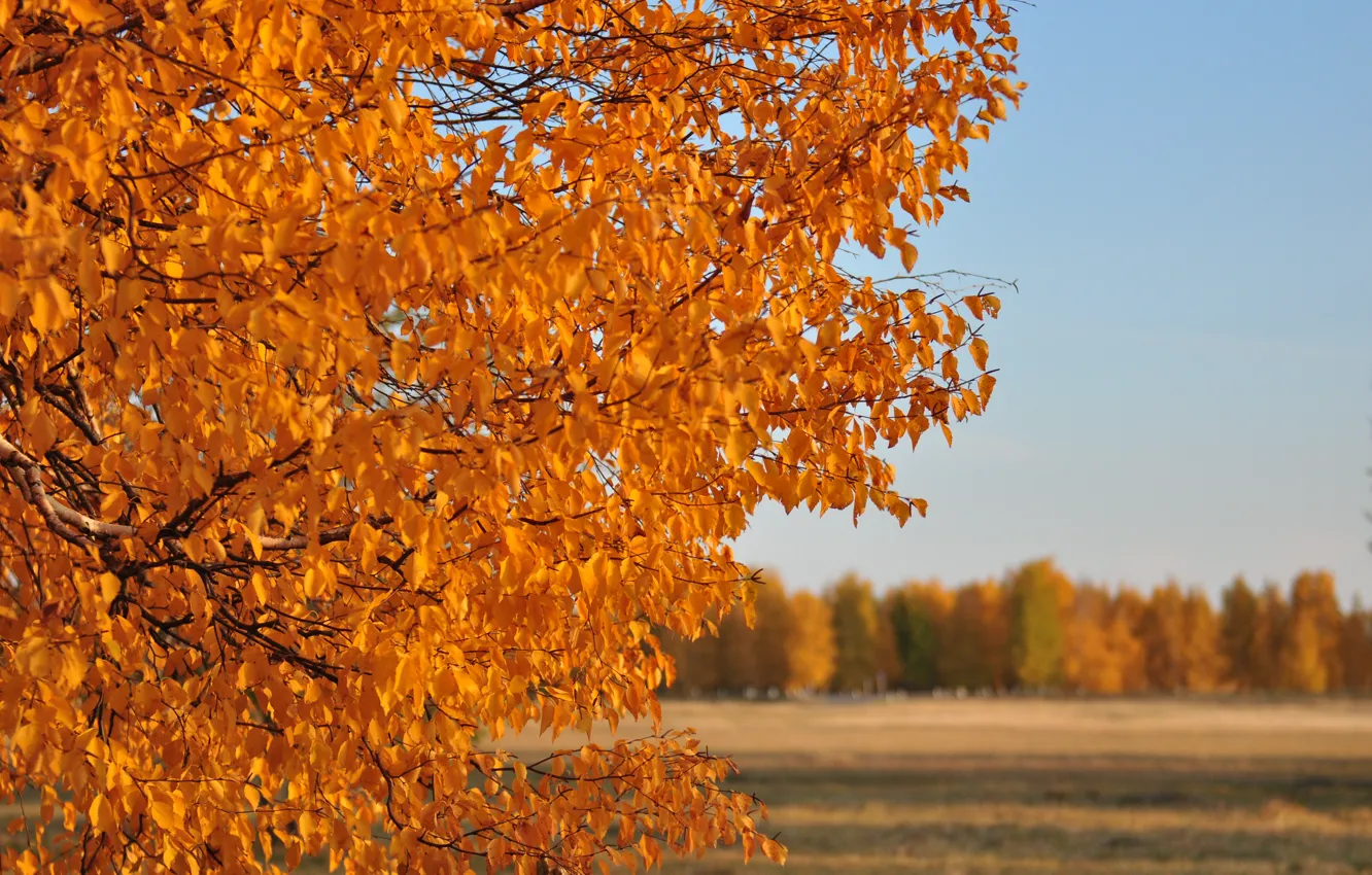 Wallpaper field, autumn, leaves, the sun, nature, tree for mobile and ...