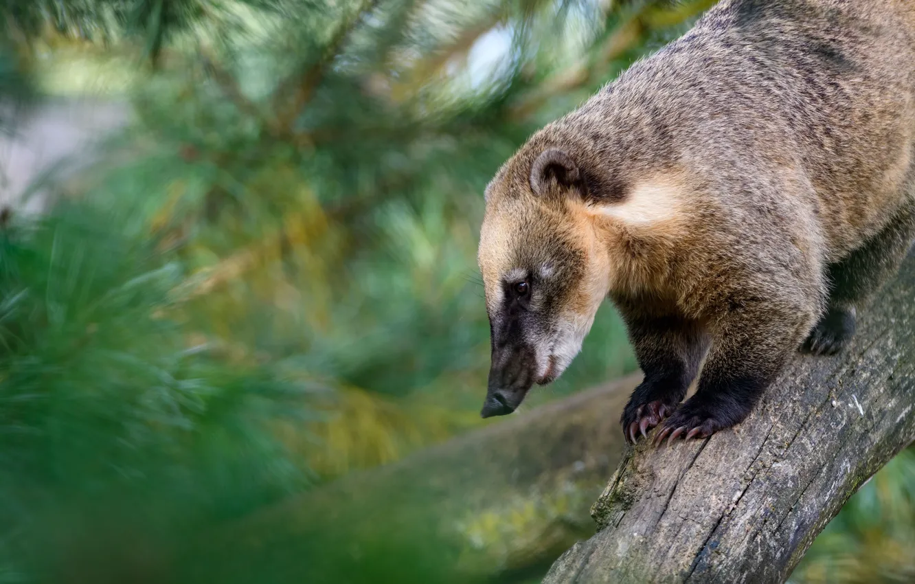 Wallpaper branches, pose, tree, needles, bokeh, coati, the coati for ...
