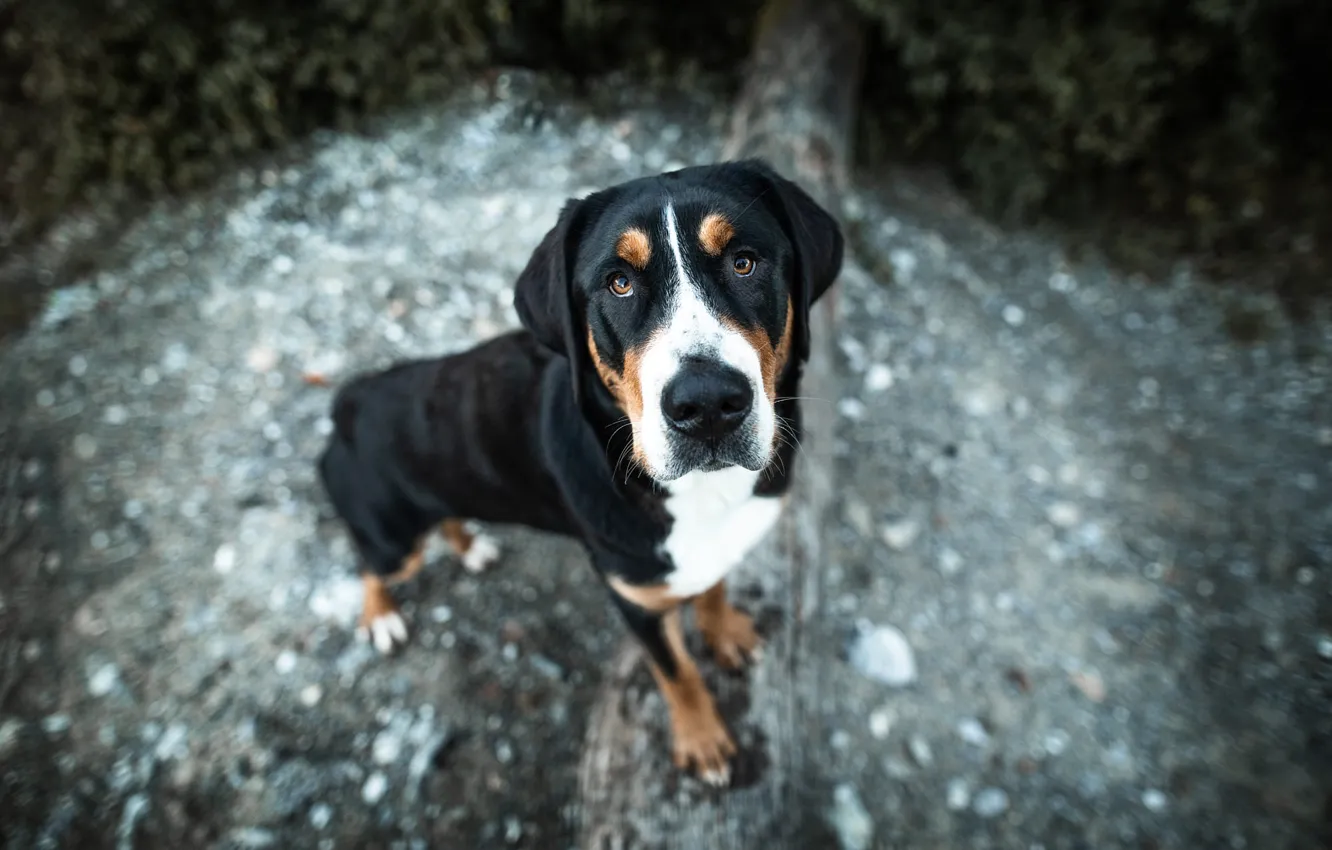 Wallpaper look, face, nature, glade, portrait, dog, log, view for ...