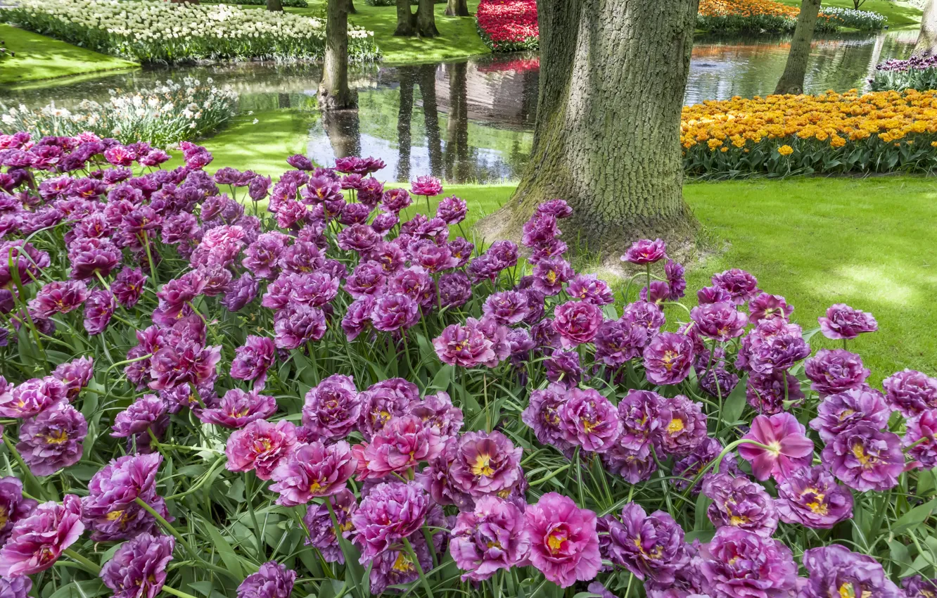 Wallpaper trees, flowers, pond, Park, spring, garden, tulips, pink for ...