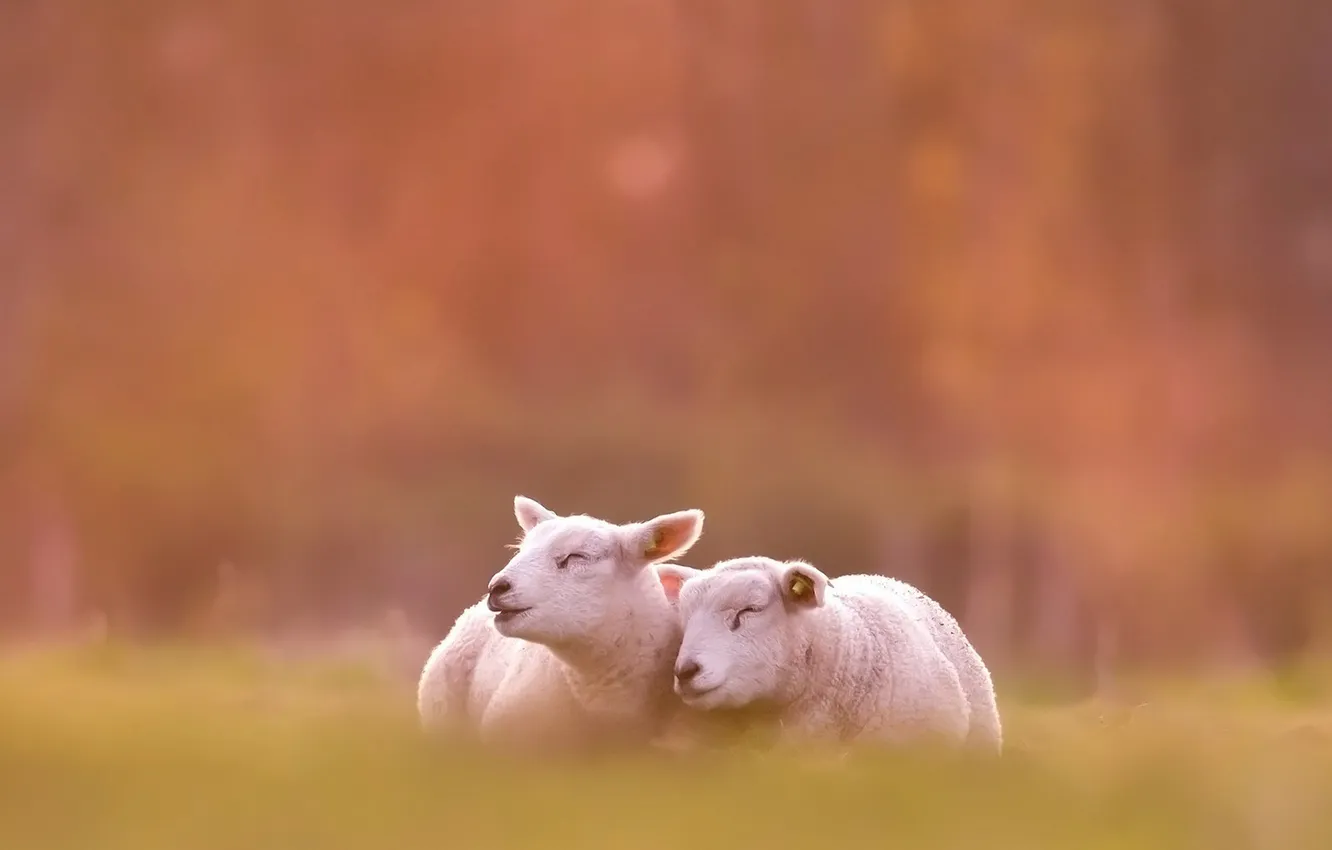 Wallpaper field, nature, sheep, sleep, sheep, a couple, sheep, sleep ...