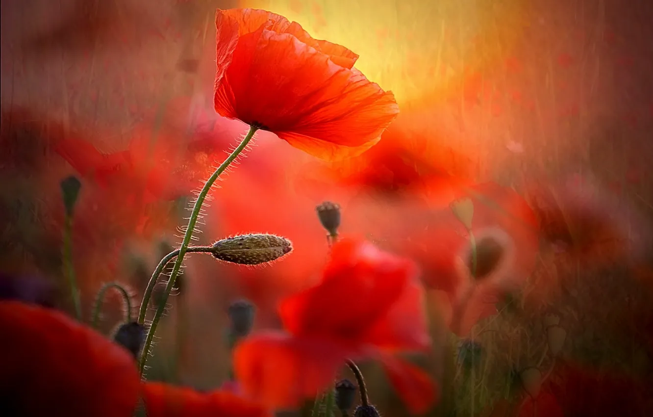 Wallpaper field, red, Mac for mobile and desktop, section цветы ...