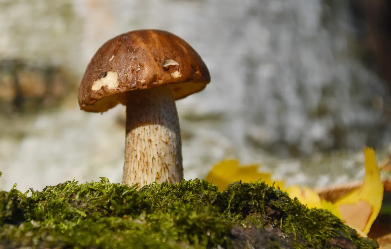 Wallpaper autumn, nature, mushrooms, boletus images for desktop ...