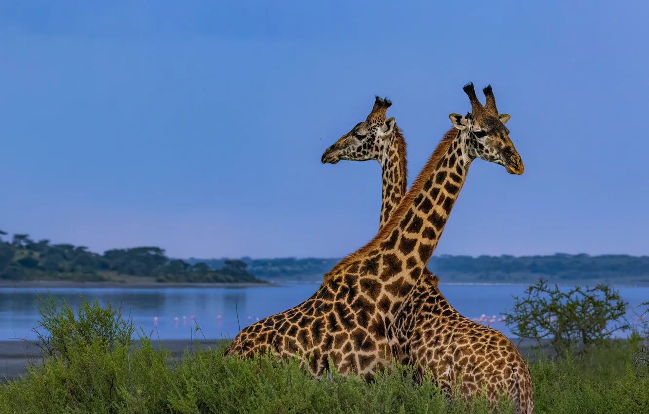 Wallpaper the sky, blue, shore, giraffe, face, pond, neck for mobile ...