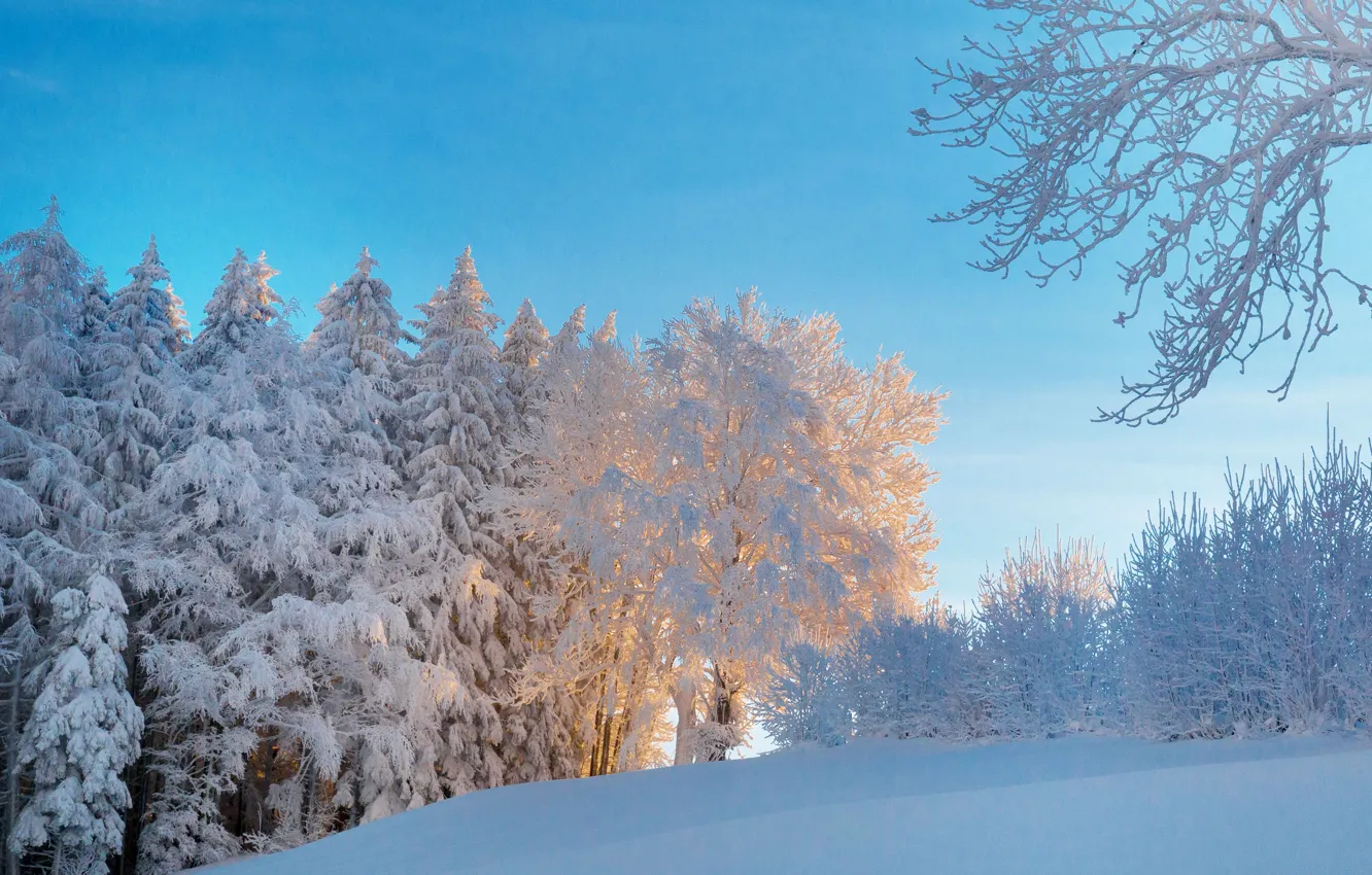 Wallpaper winter, frost, forest, the sky, light, snow, trees, landscape ...