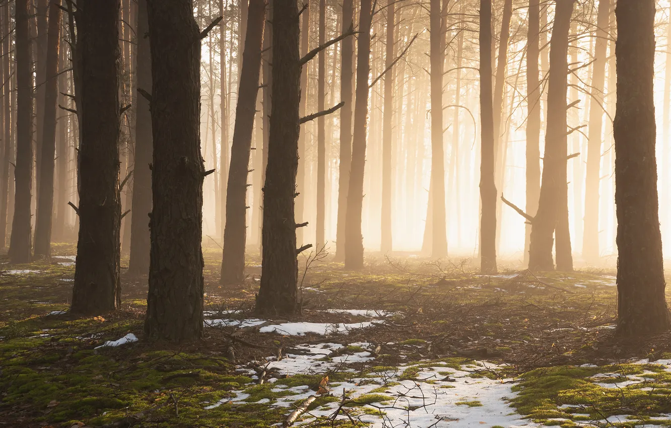 Wallpaper light, forest, tress for mobile and desktop, section природа ...