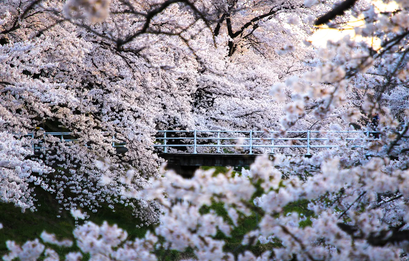 Wallpaper trees, flowers, branches, Park, Asia, spring, Japan, Sakura ...