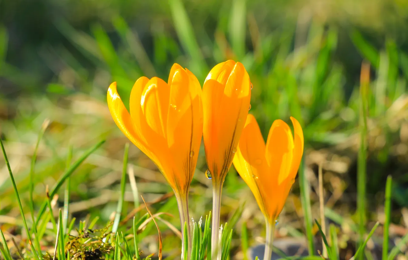 Wallpaper spring, Crocus, blooming for mobile and desktop, section ...