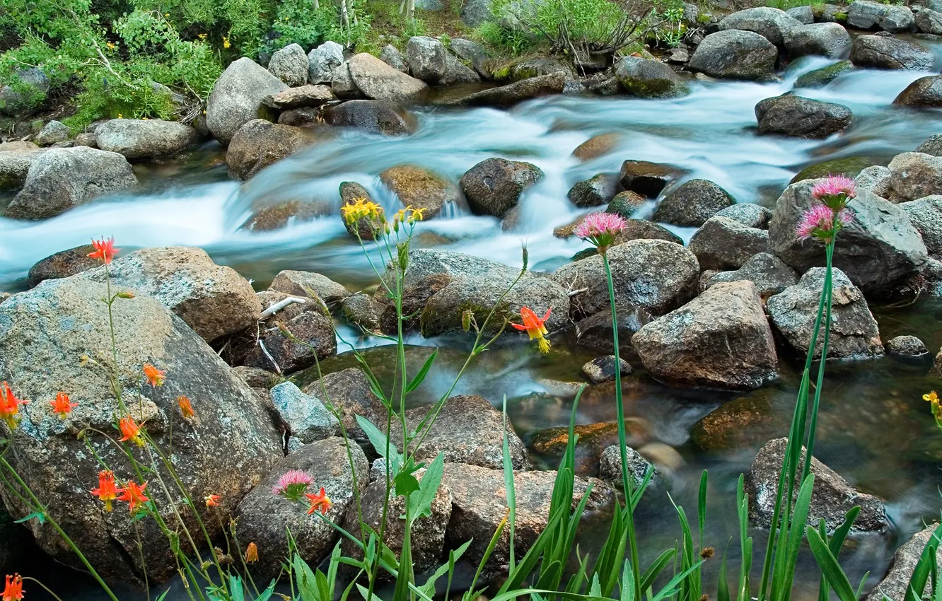 Wallpaper grass, flowers, river, stream, stones, stream for mobile and ...