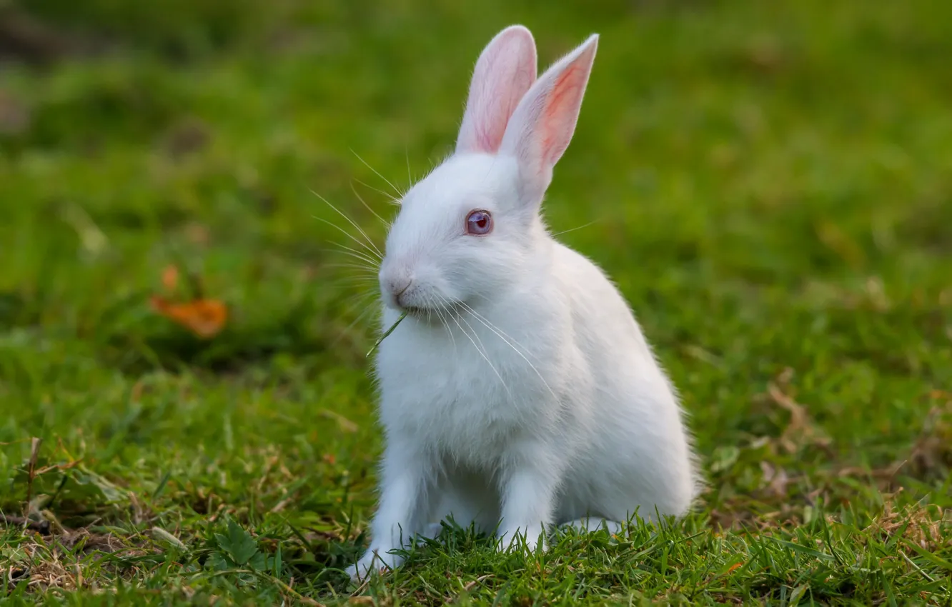 Wallpaper greens, white, grass, glade, rabbit, Bunny, albino for mobile ...