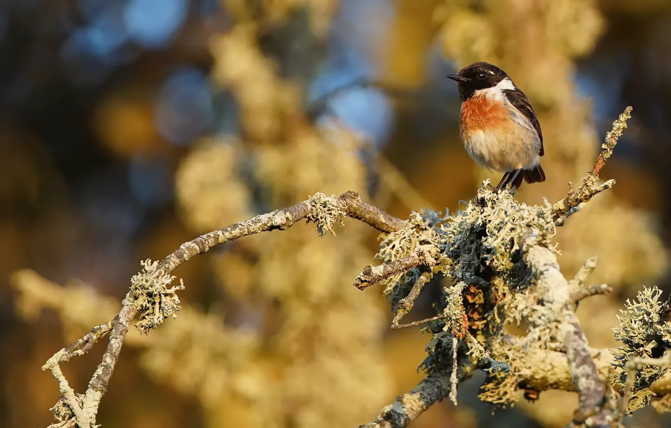 Wallpaper nature, tree, bird for mobile and desktop, section животные ...