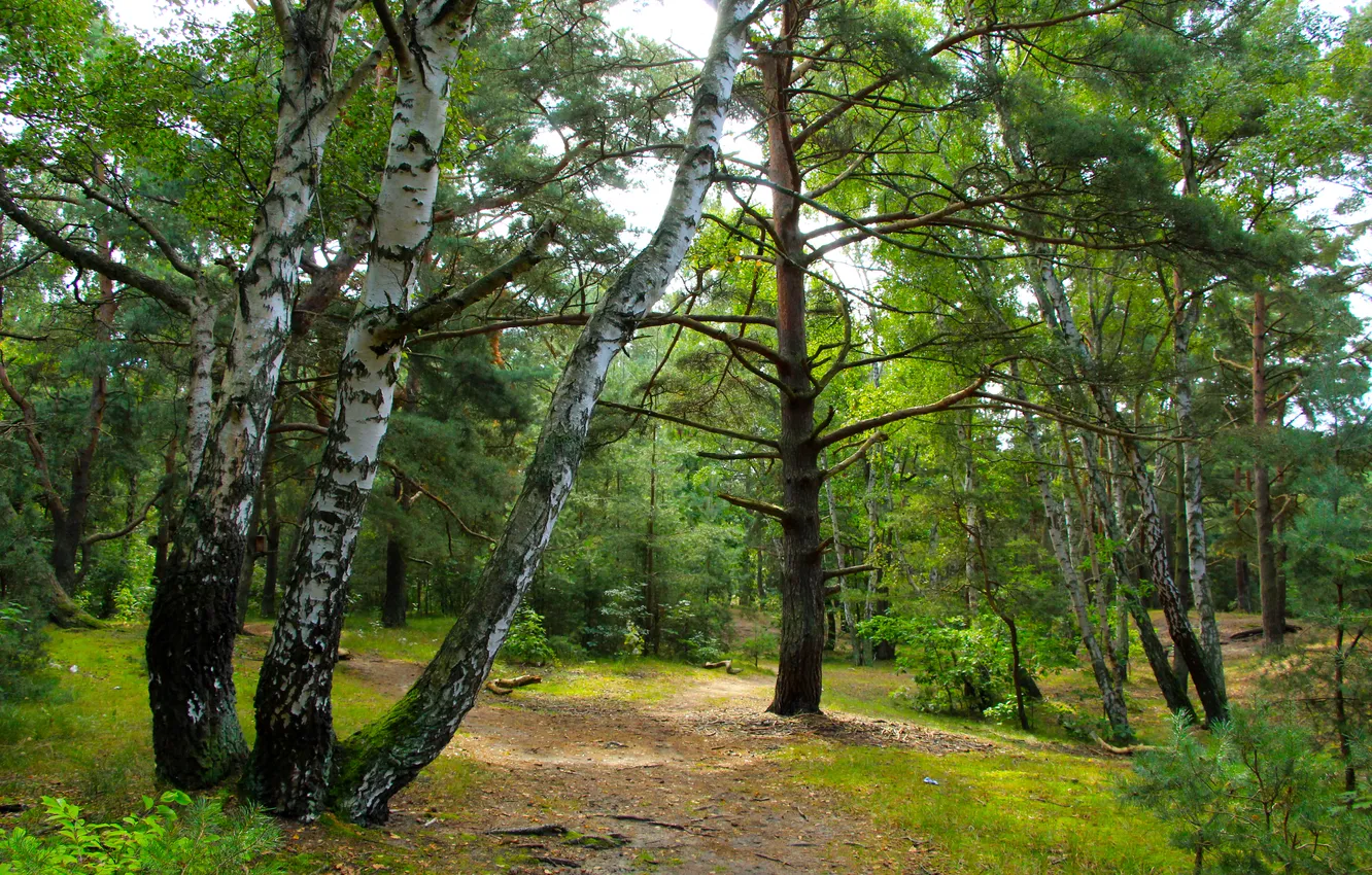 Wallpaper forest, trees, park for mobile and desktop, section пейзажи ...