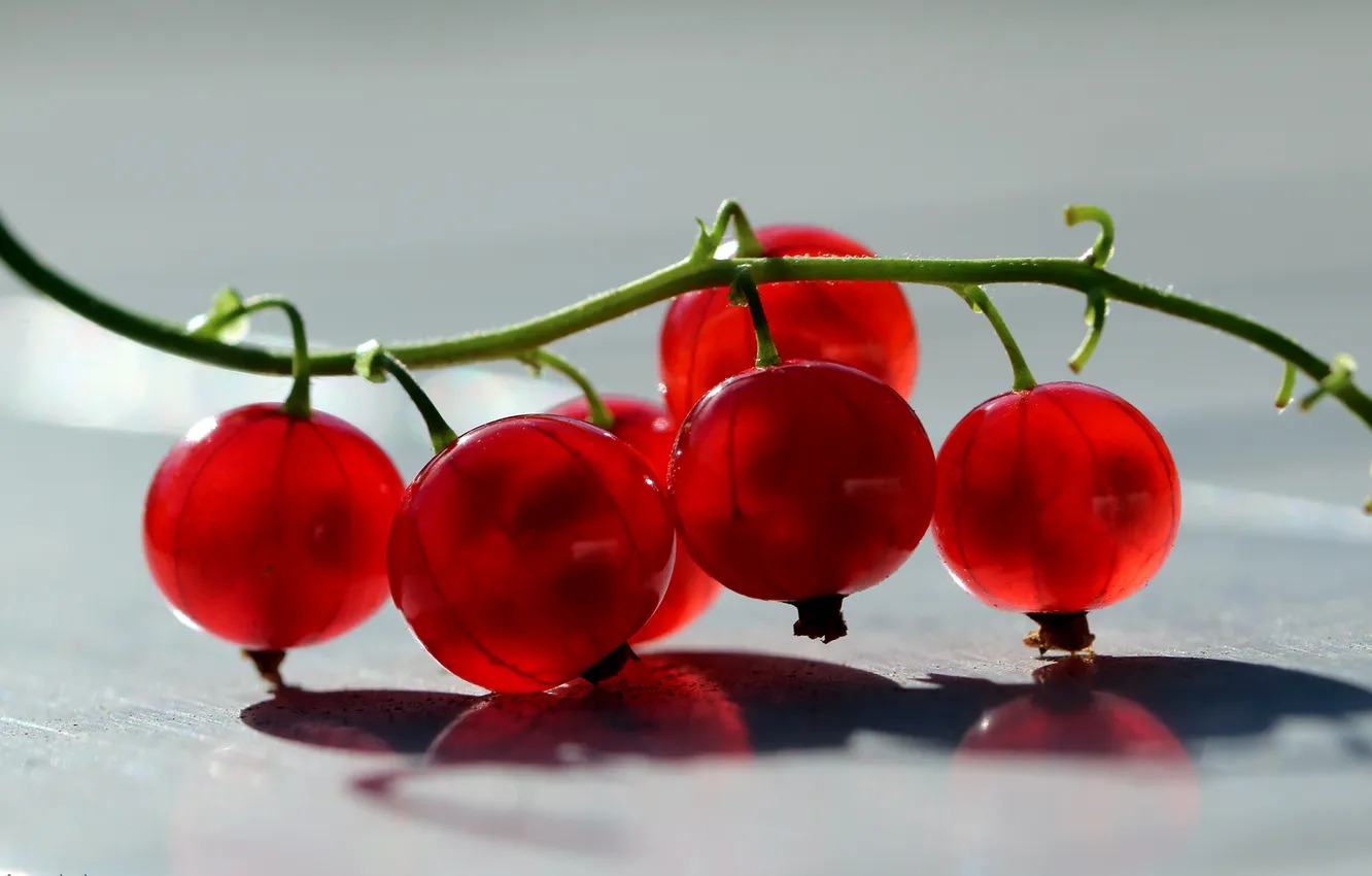 Wallpaper currants, red currant, background, berries for mobile and ...