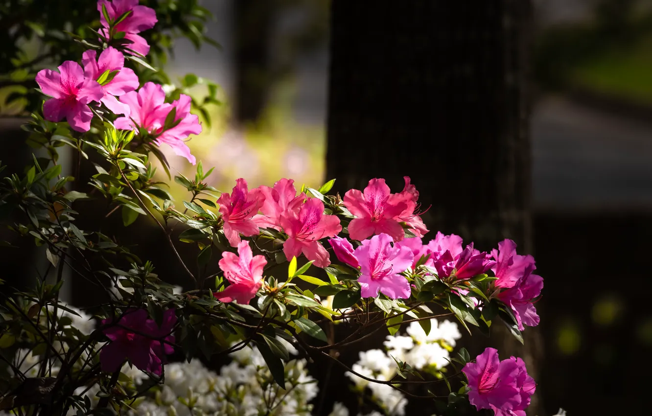 Wallpaper flowers, spring, Azalea, rhododendrons for mobile and desktop ...
