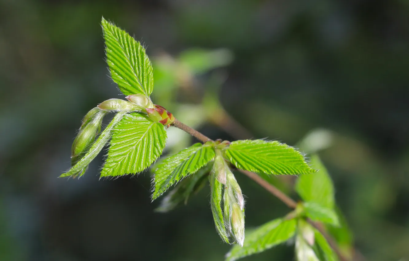 Wallpaper green, spring, leaf, twig for mobile and desktop, section ...