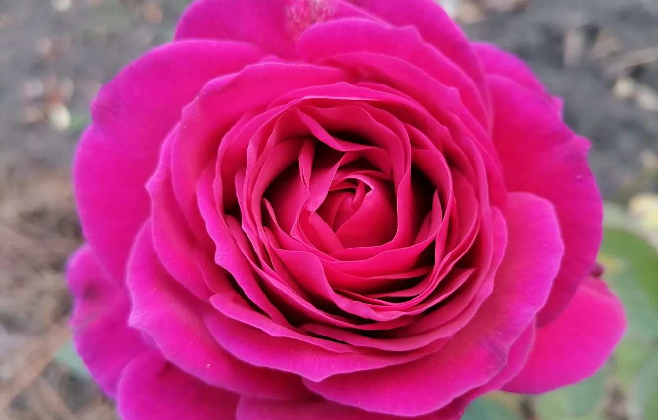 Wallpaper autumn, roses, large rose for mobile and desktop, section ...